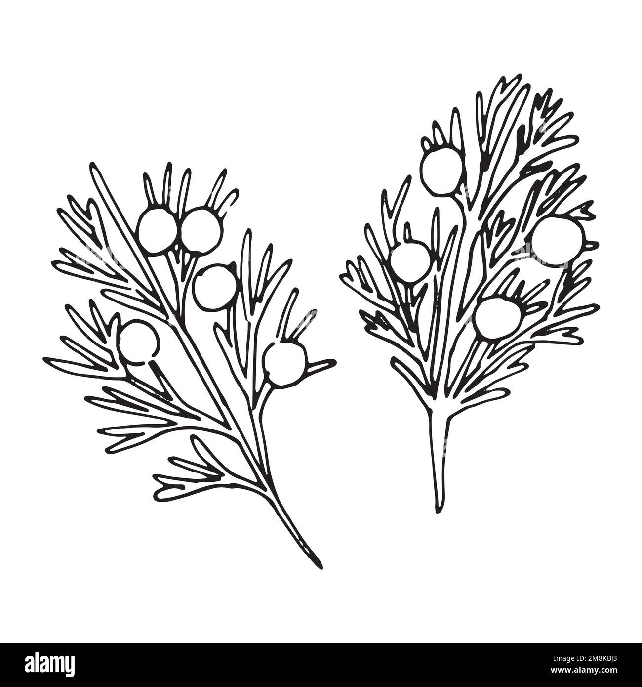 Juniper berries branch. Watercolor artwork. Hand drawn botanical object ...