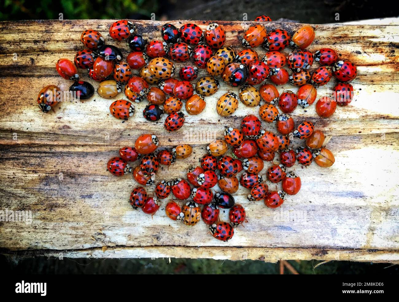 Ladybugs group hi-res stock photography and images - Alamy