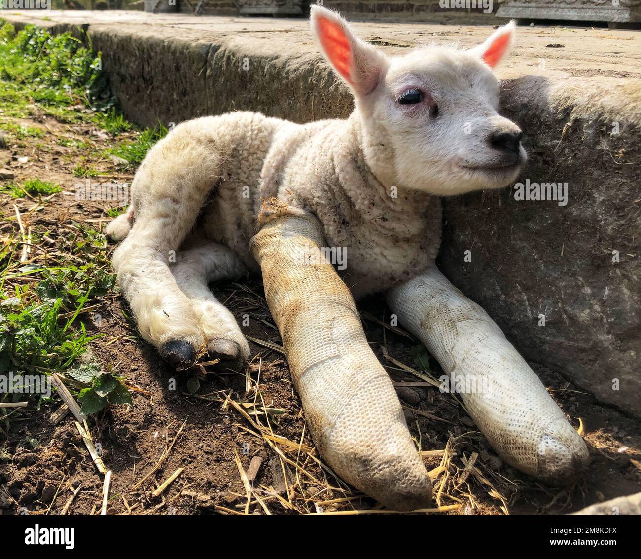 lamb with plastered legs on a farm Stock Photo - Alamy