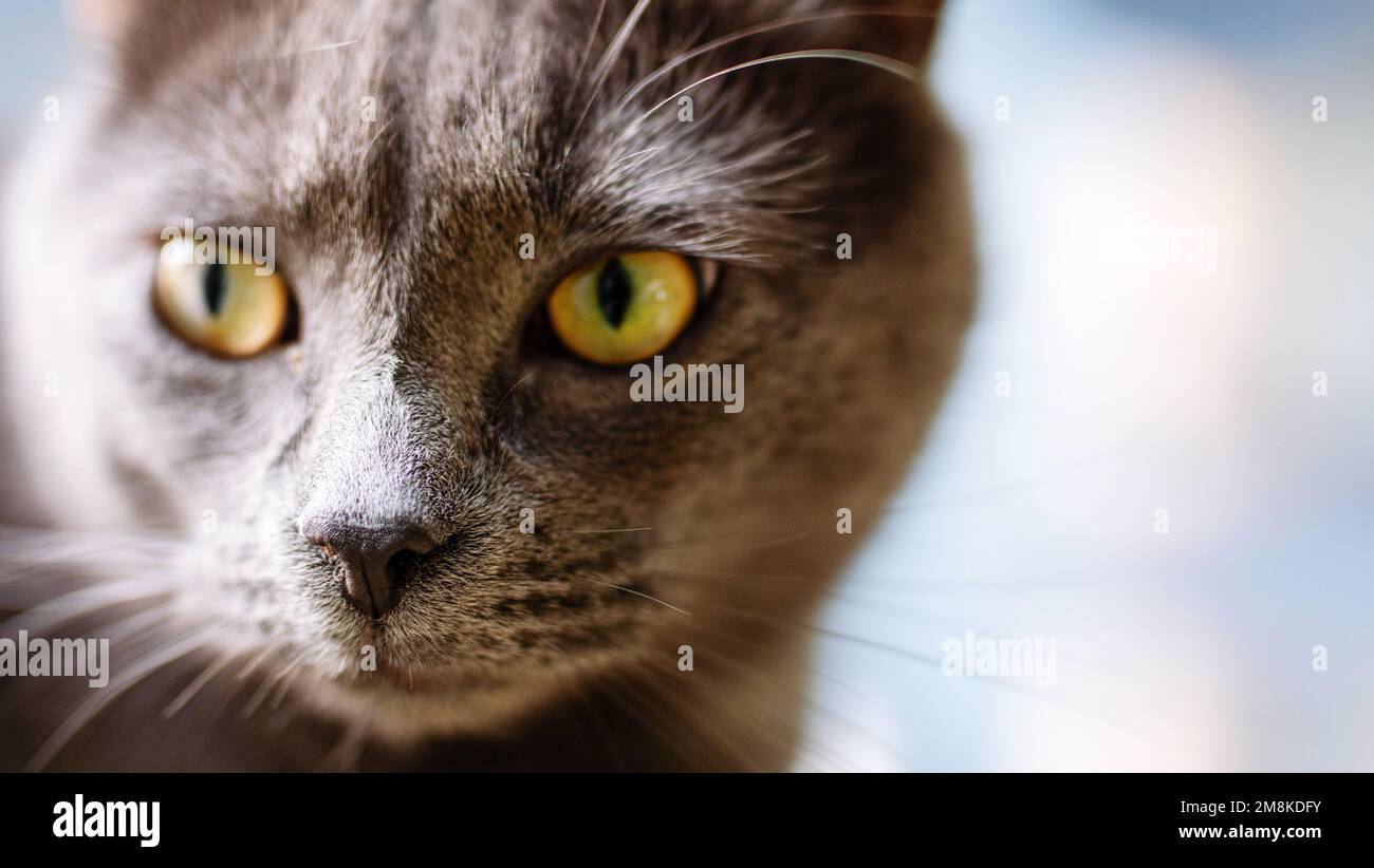 portrait of a gray domestic cat Stock Photo - Alamy