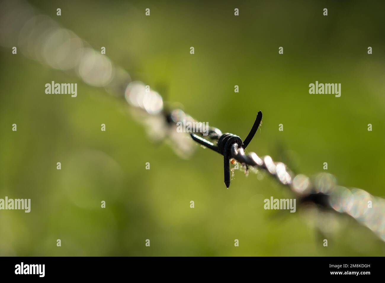 closeup of the spikes from a barbed wire Stock Photo - Alamy
