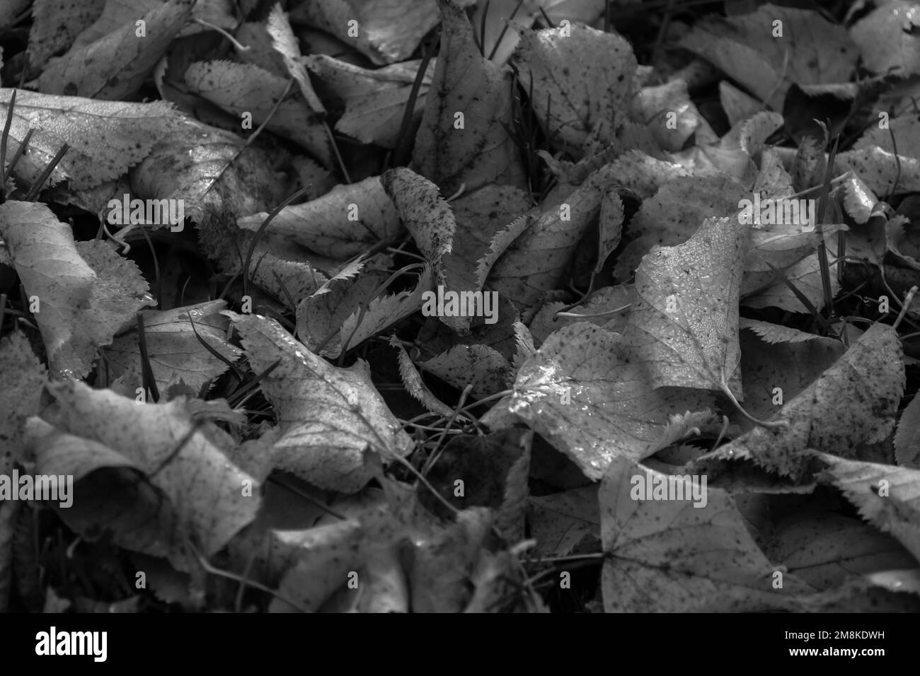 Fallen wet leaves with dew in black and white. Autumn theme Stock Photo ...