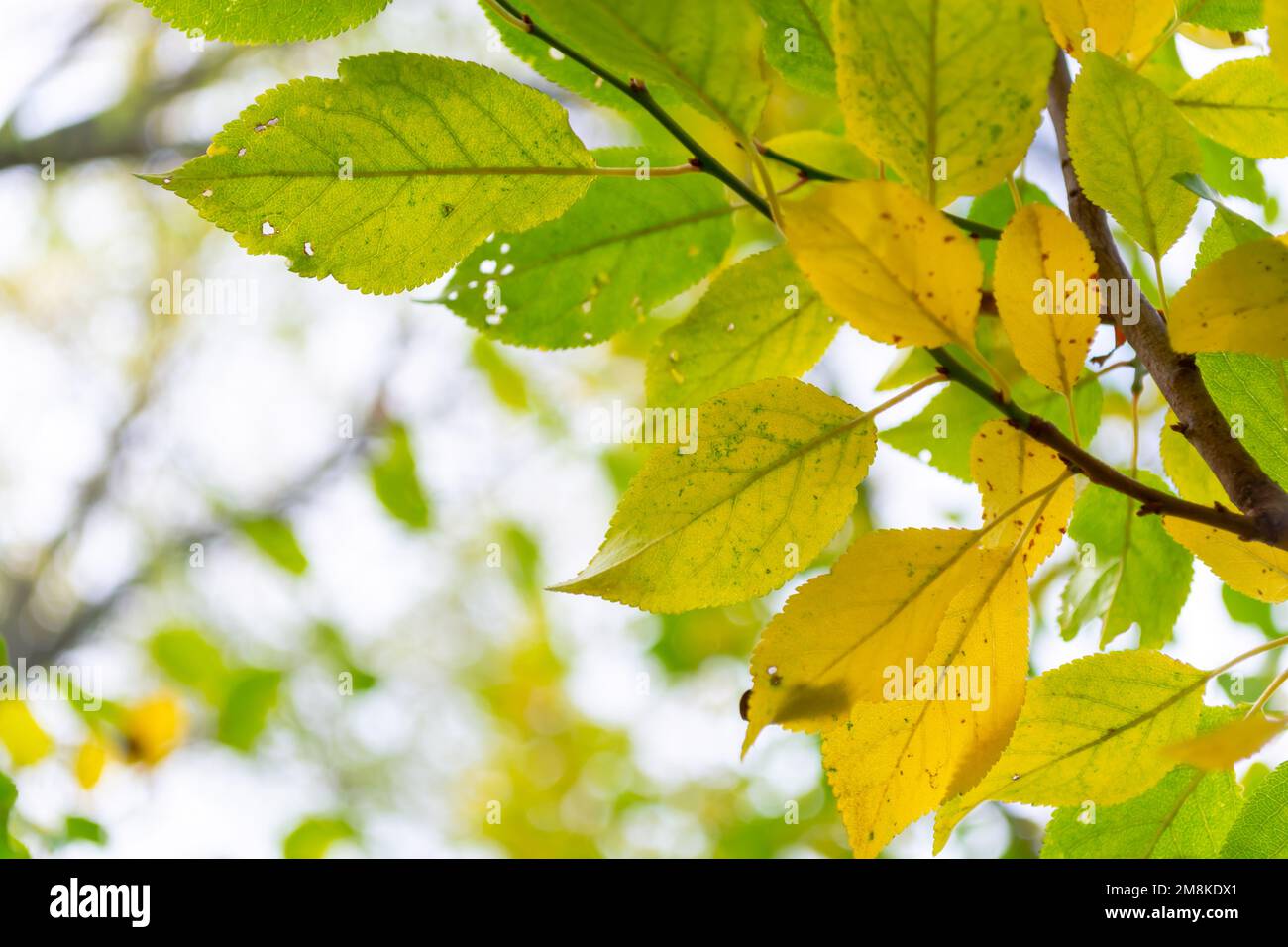 Yellowing plum leaves in early autumn in the home garden Stock Photo ...