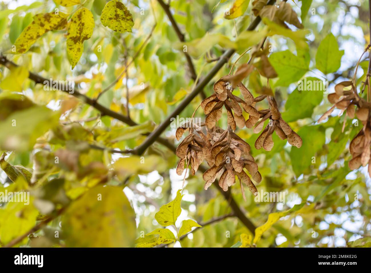 Marple seed hi-res stock photography and images - Alamy