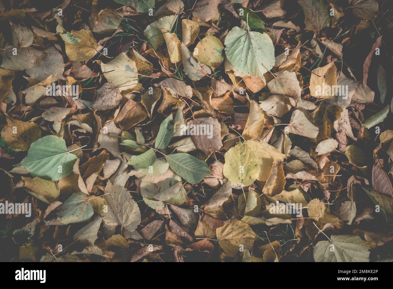 Autumn colorful fallen leaves in the grass. Background with slight ...