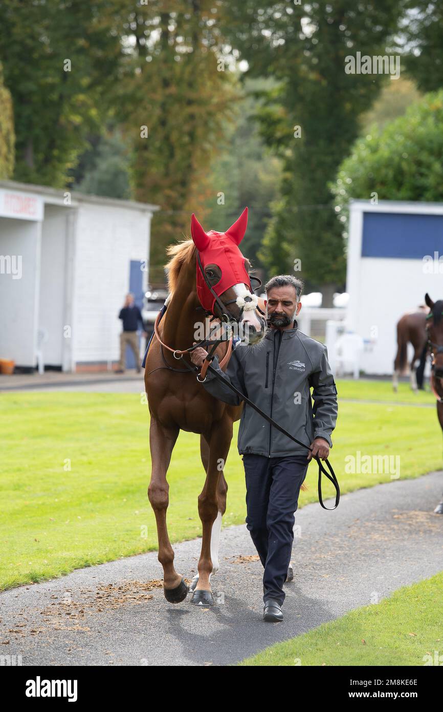 Windsor, Berkshire, UK. 3rd October, 2022. Horse Wahraan in the Pre ...