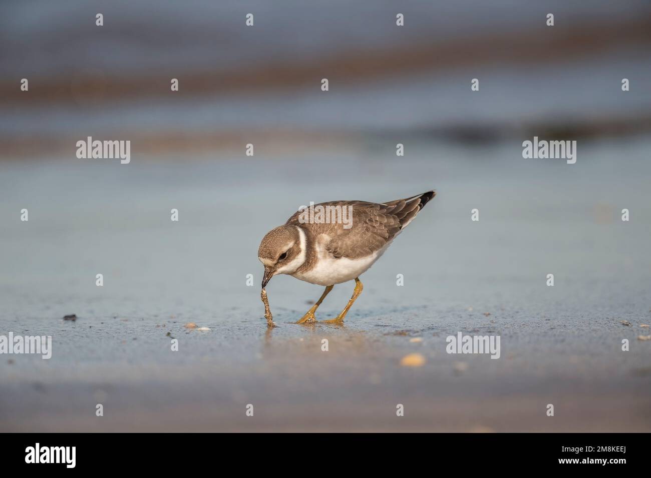 Ringed plover on the beach eating a worm in the Autumn, close up Stock ...