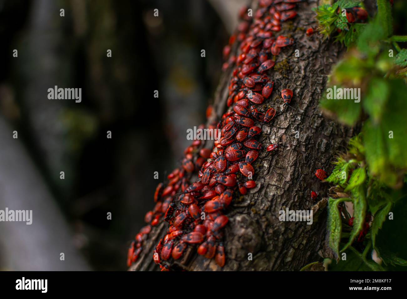 Firebug. A lot of red beetle insects on the bark of a tree in the ...