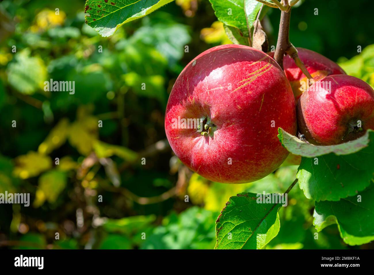 Red big real apples on a tree branch. Harvest season Stock Photo - Alamy
