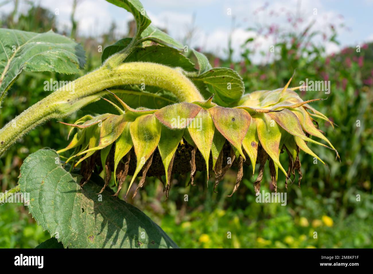 Large faded sunflower close-up upside down in the vegetable garden ...