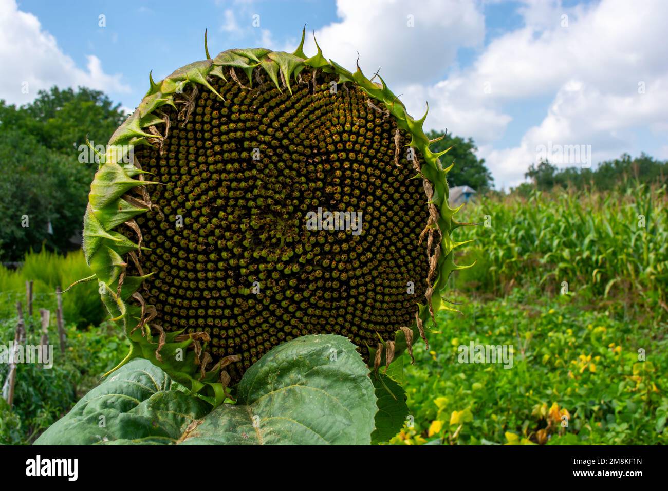 Mature sunflower seed head hi-res stock photography and images - Alamy