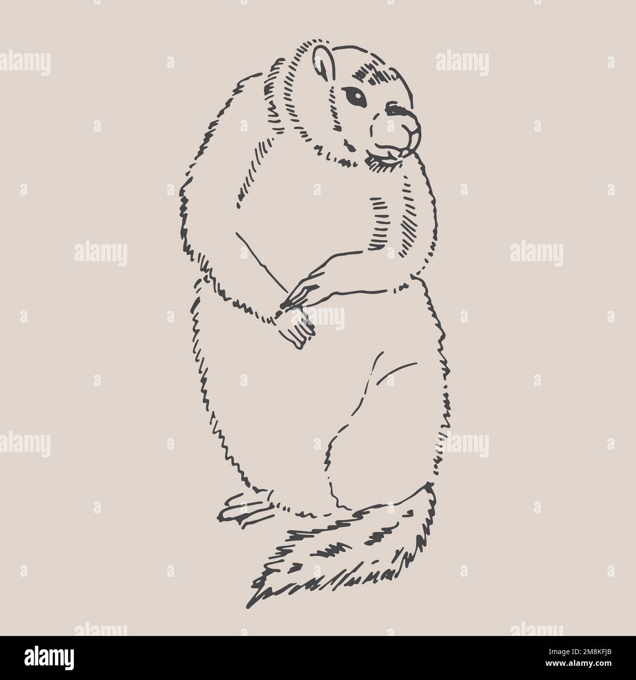 Groundhog hand drawn illustration realistic sketch hliday line art ...
