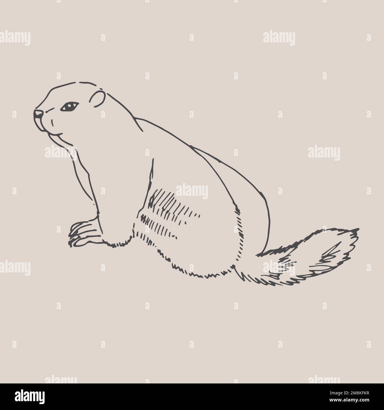 Groundhog hand drawn illustration realistic sketch hliday line art ...