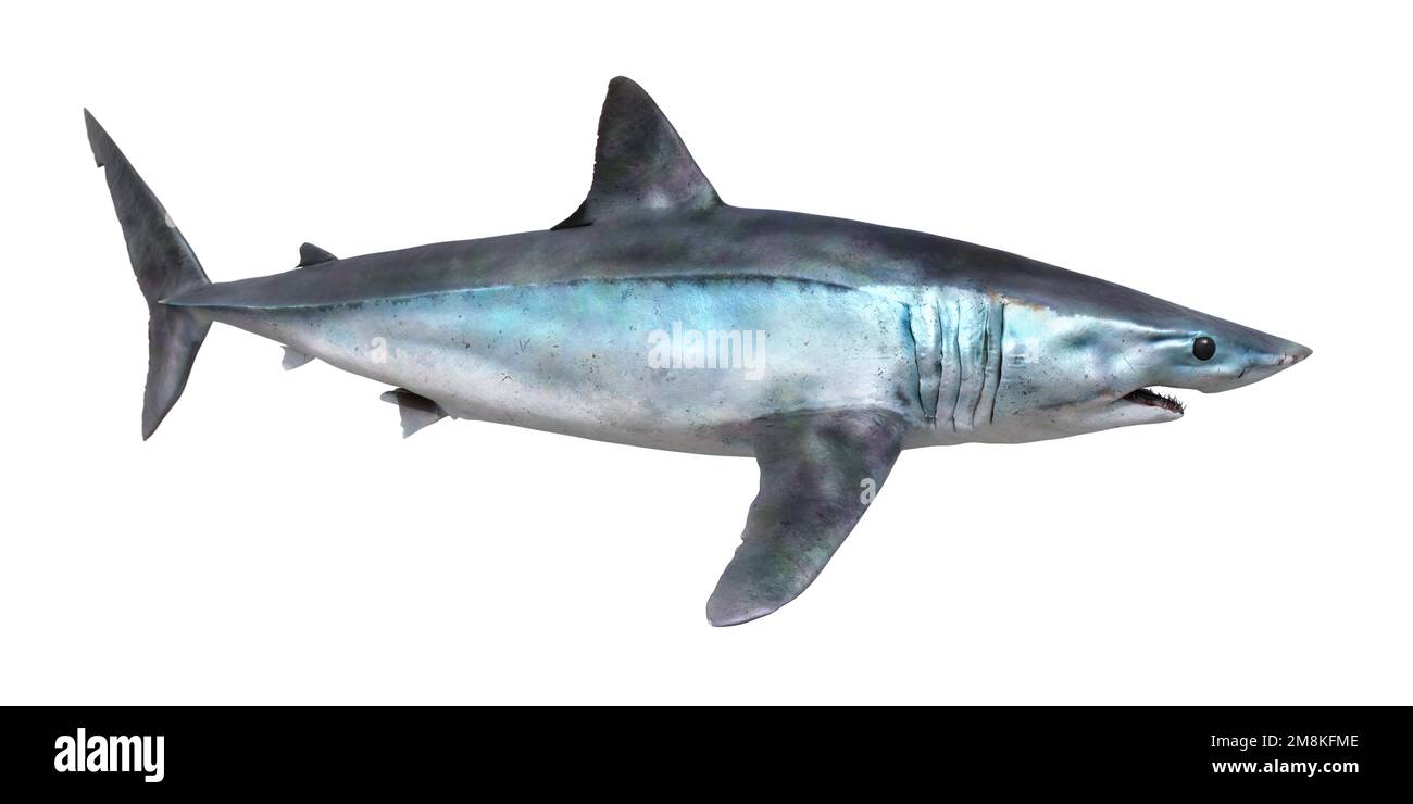 Illustration of shortfin mako shark, isurus oxyrichus Stock Photo - Alamy
