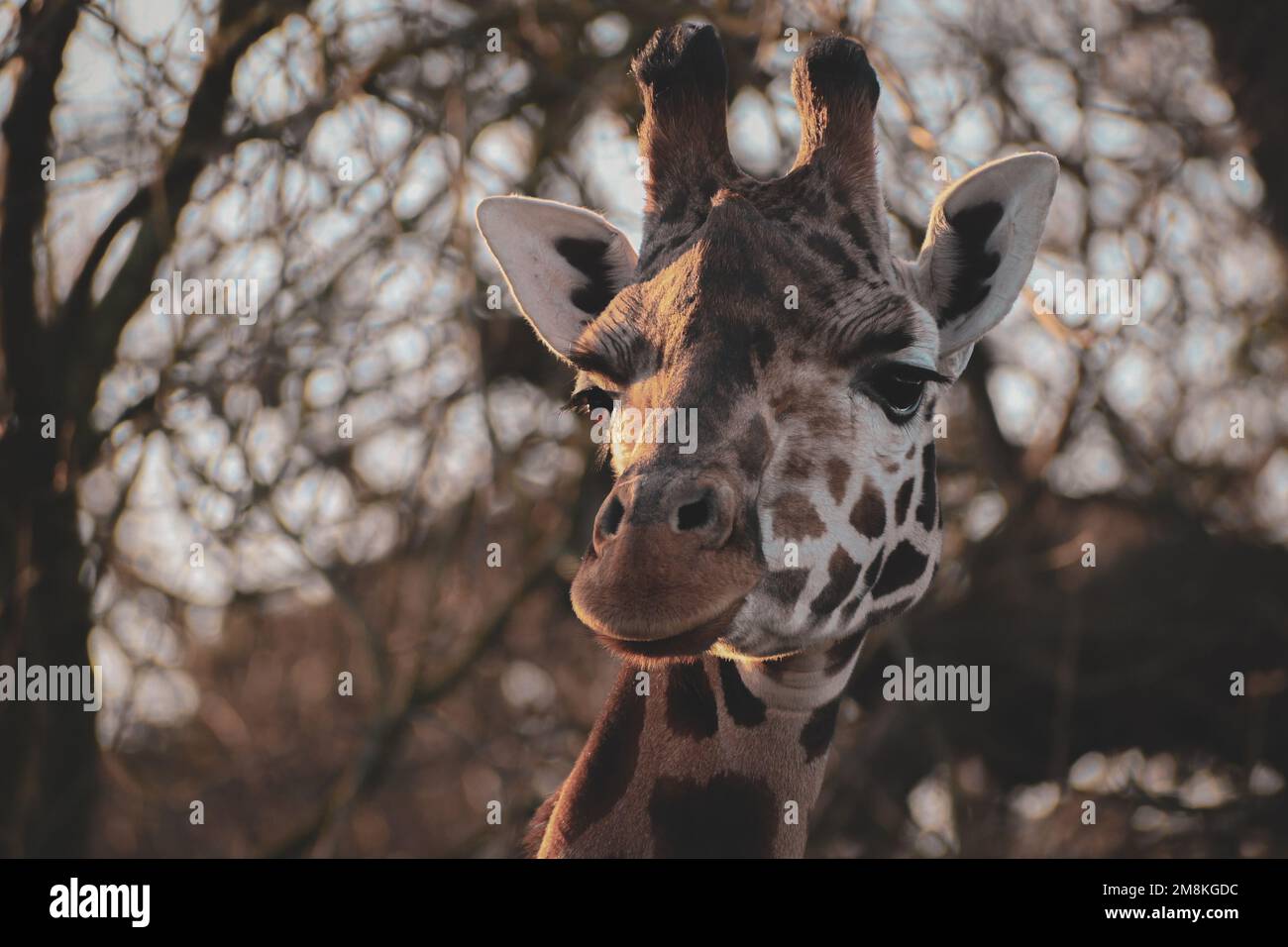 Standing Tall, the Giraffe Stock Photo - Alamy