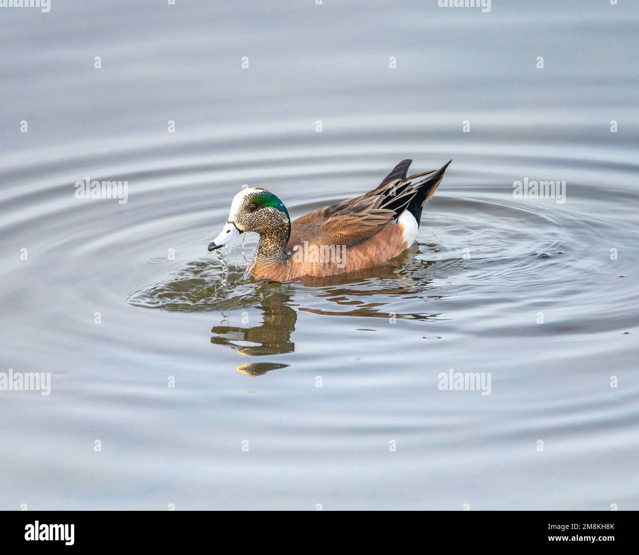 Chica americana hi-res stock photography and images - Alamy