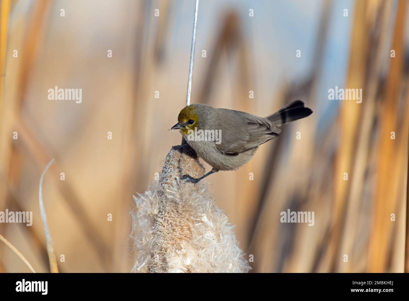 Arizona verdin hi-res stock photography and images - Alamy