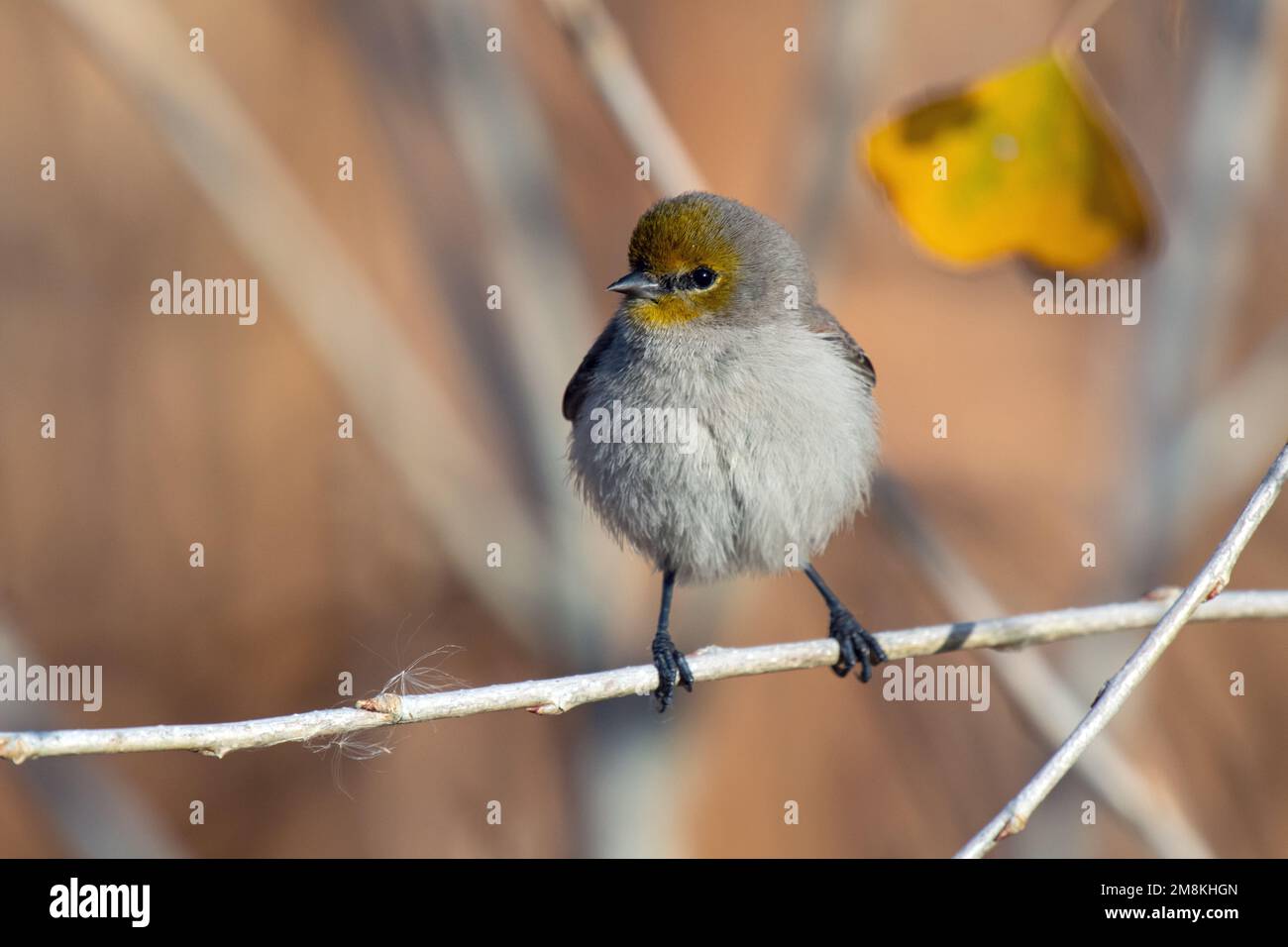 Arizona verdin hi-res stock photography and images - Alamy