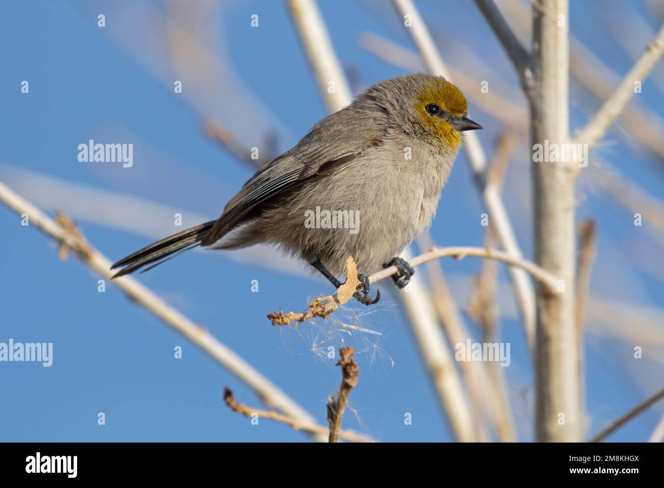 Arizona verdin hi-res stock photography and images - Alamy