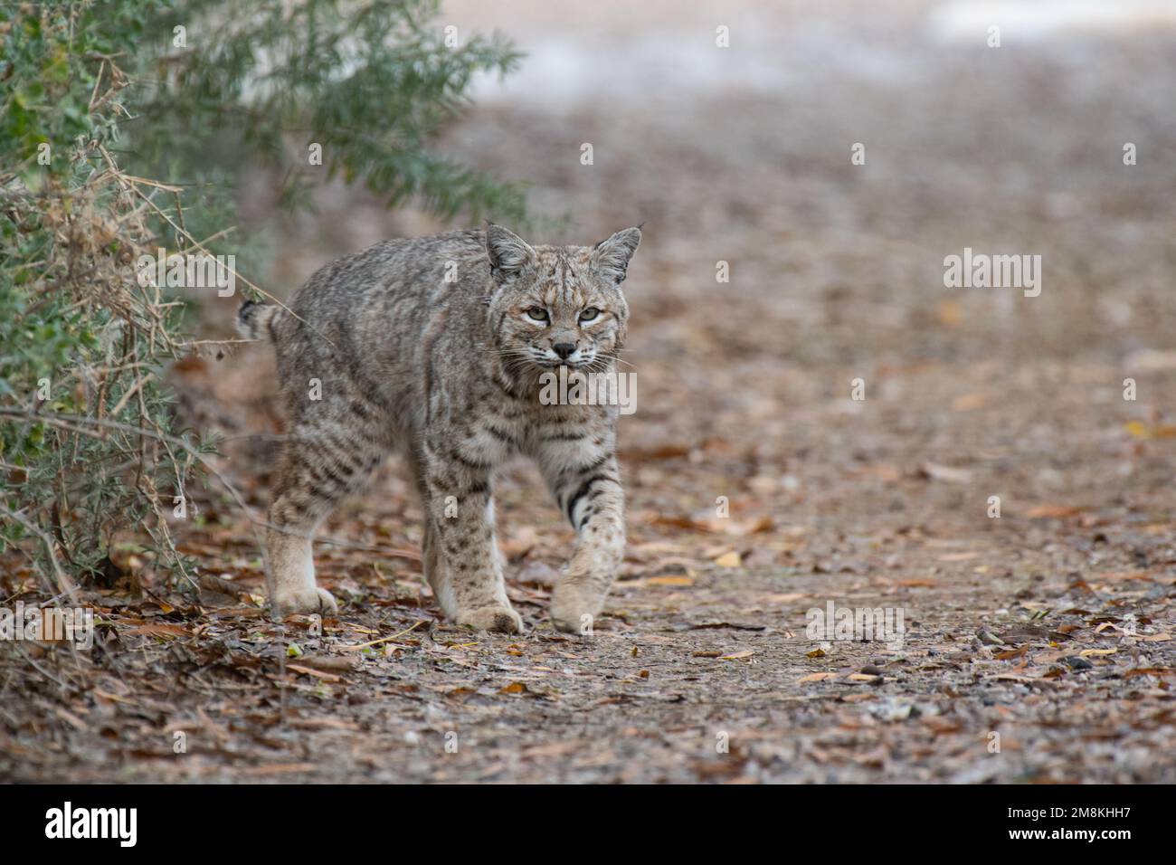 Bobcat (Lynx rufus) with a radio collar Stock Photo - Alamy