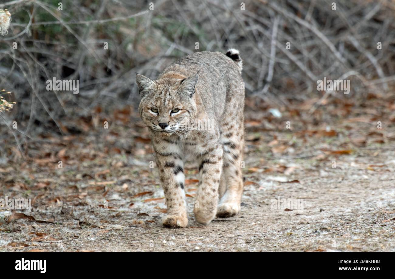 Bobcat (Lynx rufus) with a radio collar Stock Photo - Alamy