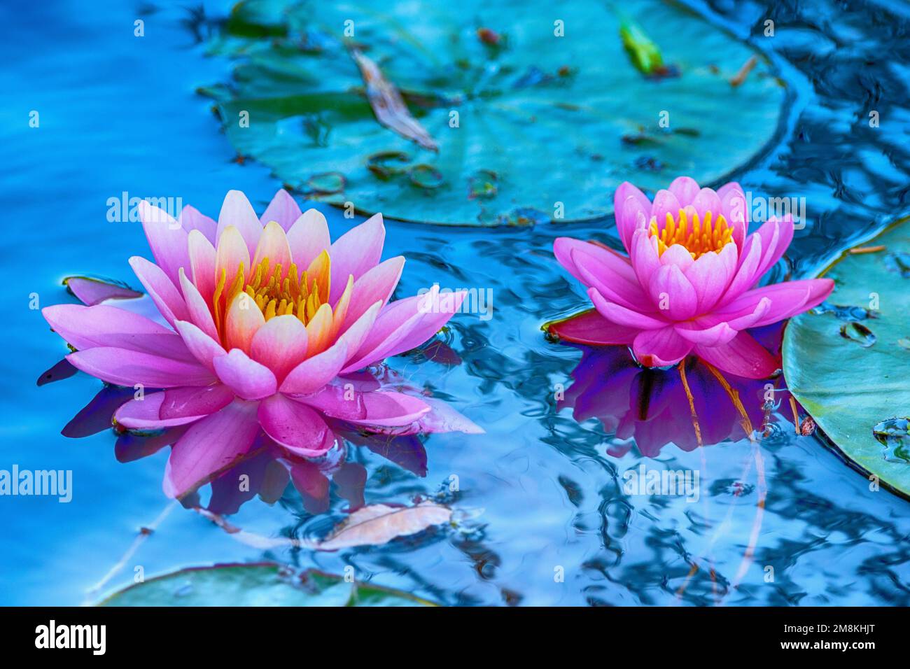 Pink Lillypads in Calm Blue water Stock Photo - Alamy