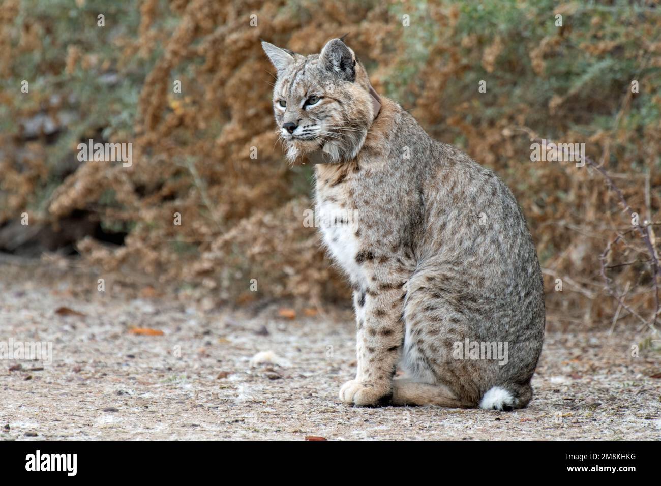 Bobcat (Lynx rufus) with a radio collar Stock Photo - Alamy