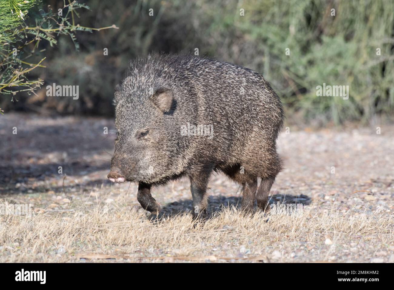 Arizona javelina hi-res stock photography and images - Alamy