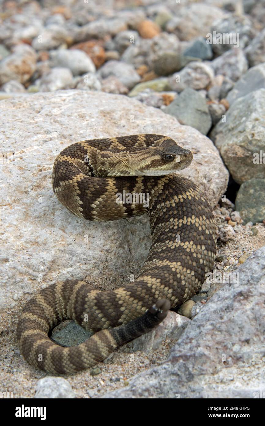 Juvenile Black-tailed Rattlesnake (Crotalus molossus) with full belly ...