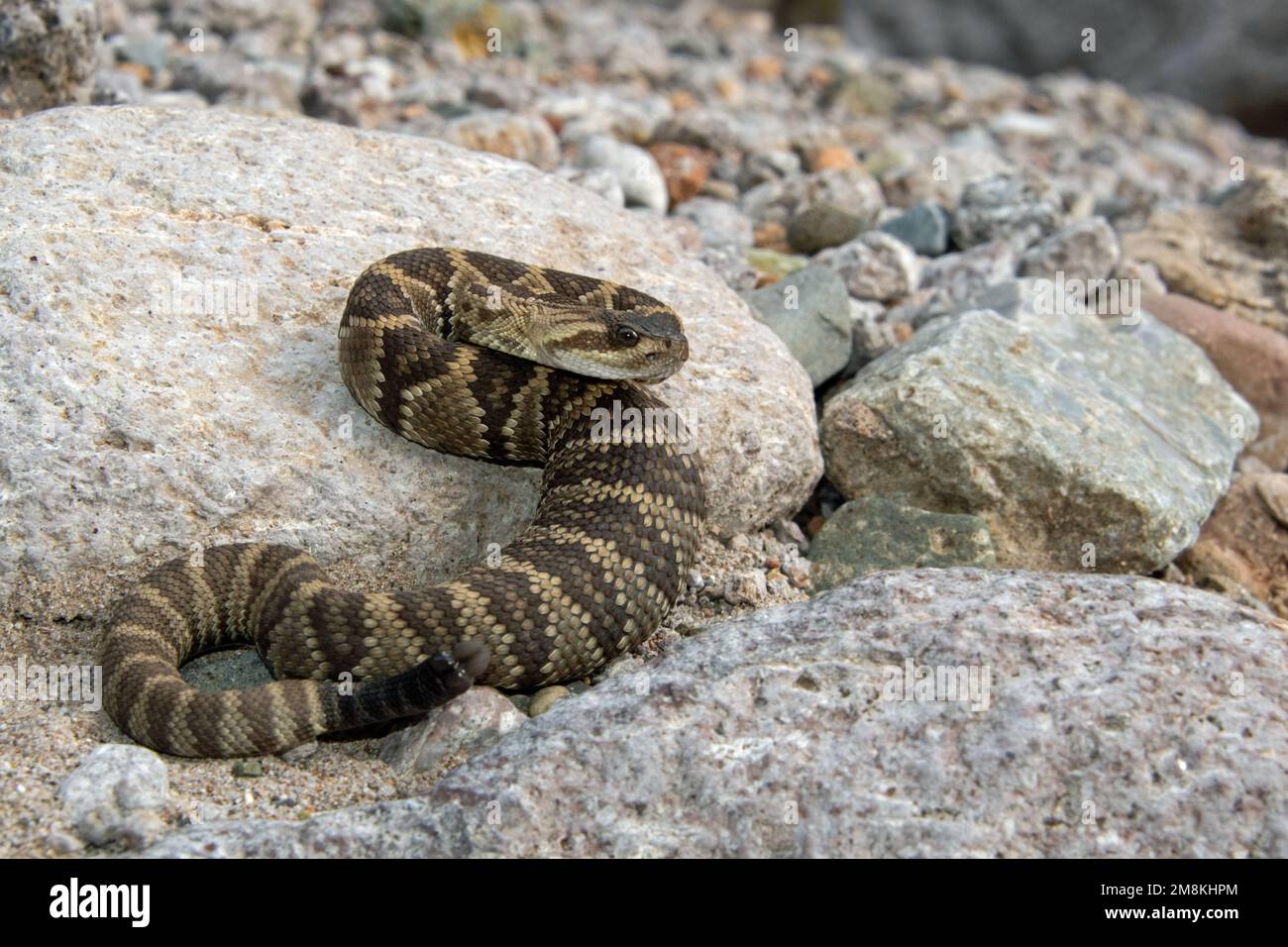 Juvenile Black-tailed Rattlesnake (Crotalus molossus) with full belly ...