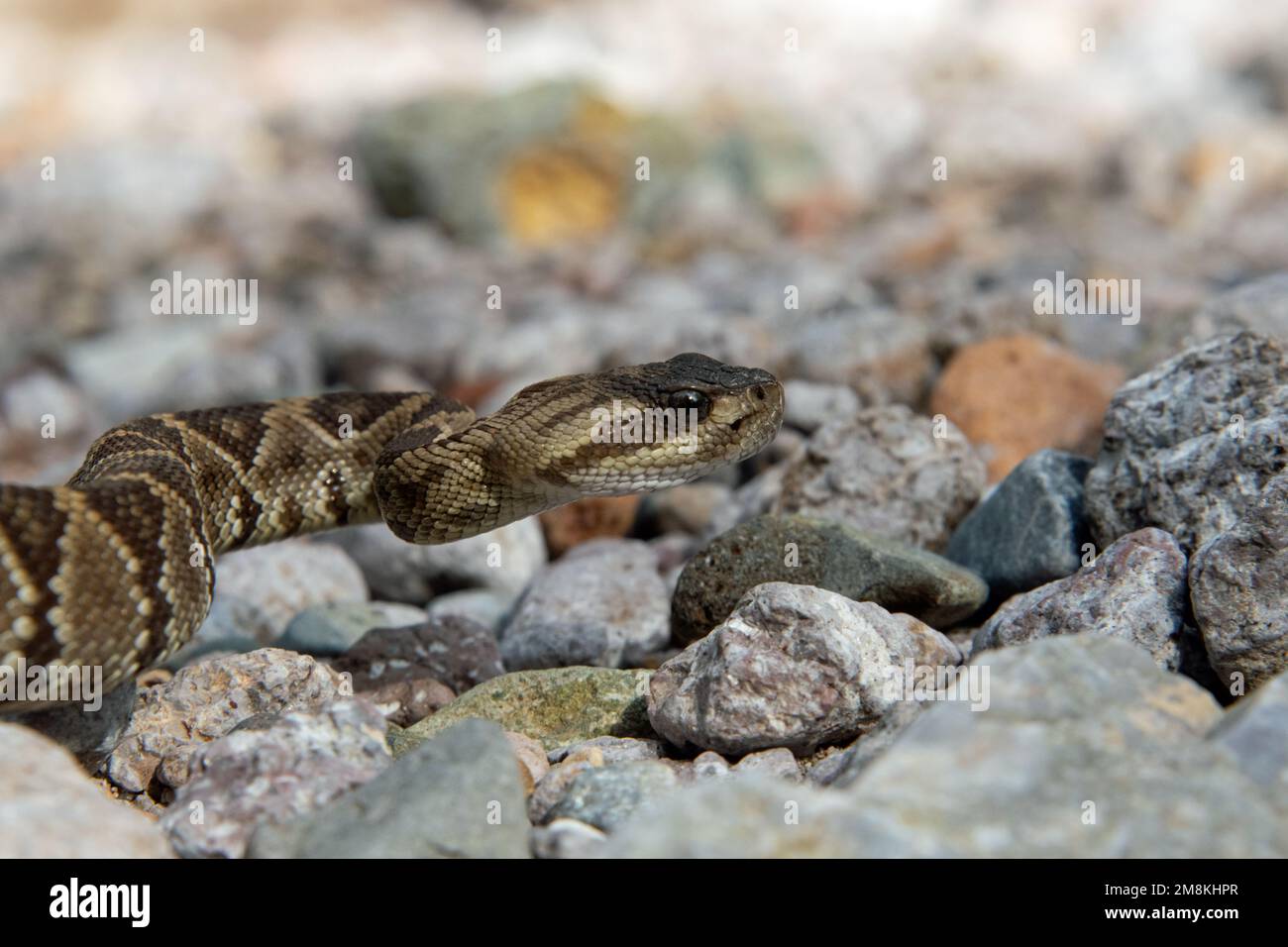 Baby Rattlesnake Black Tail at Laura Chick blog