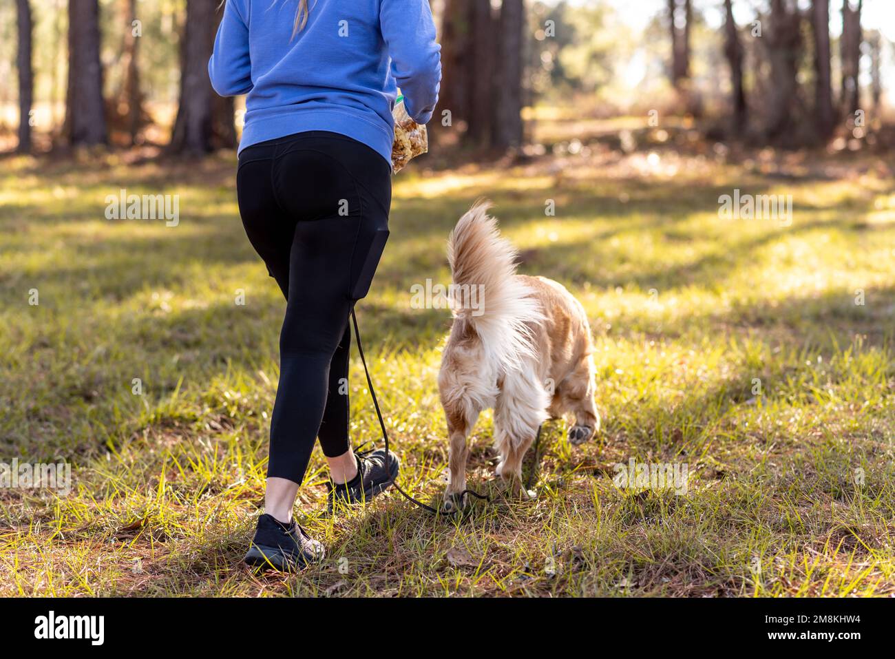 Golden Retriever dog enjoying outdoors, walking with owner. Person ...