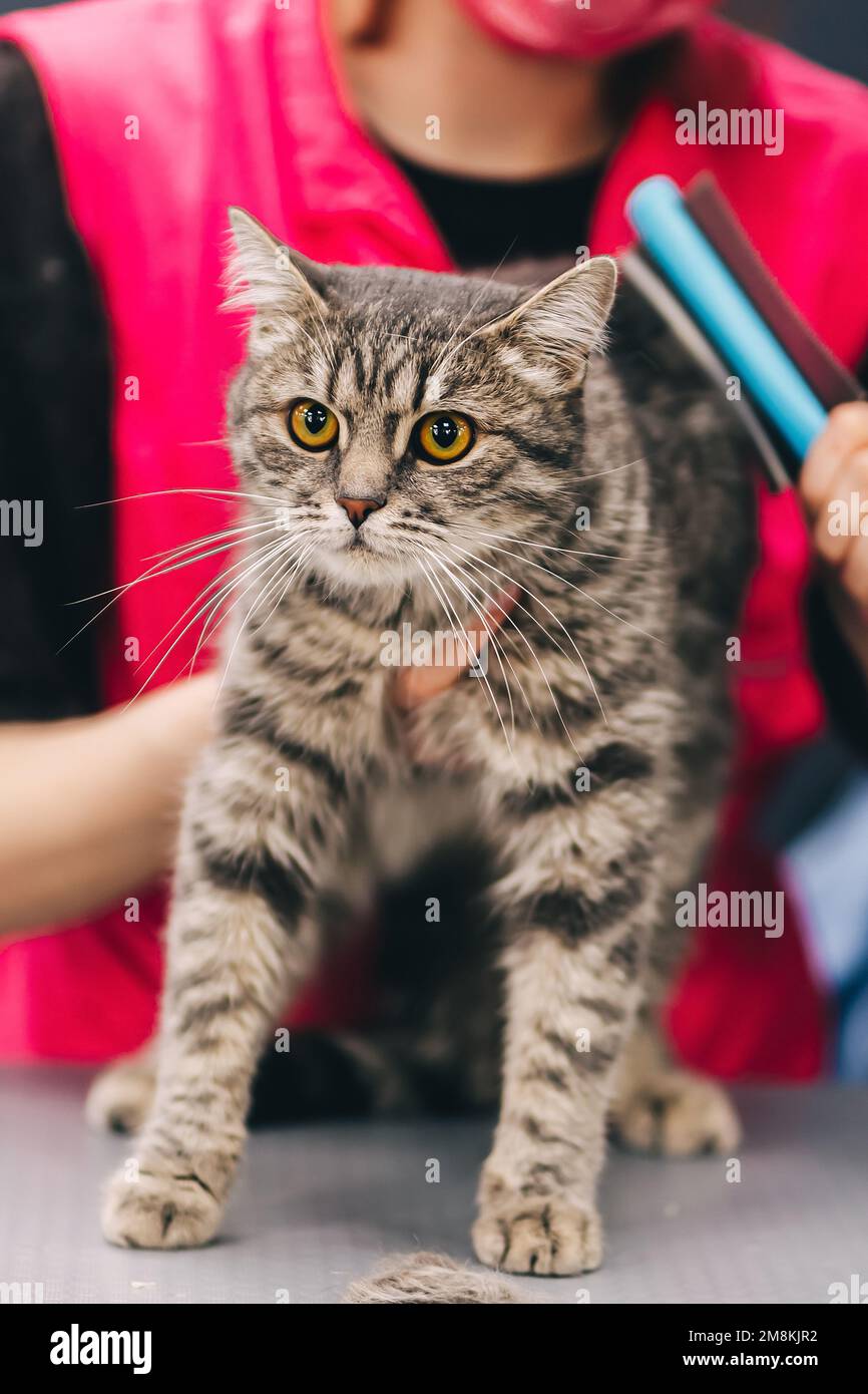 Fur salon hi-res stock photography and images - Alamy