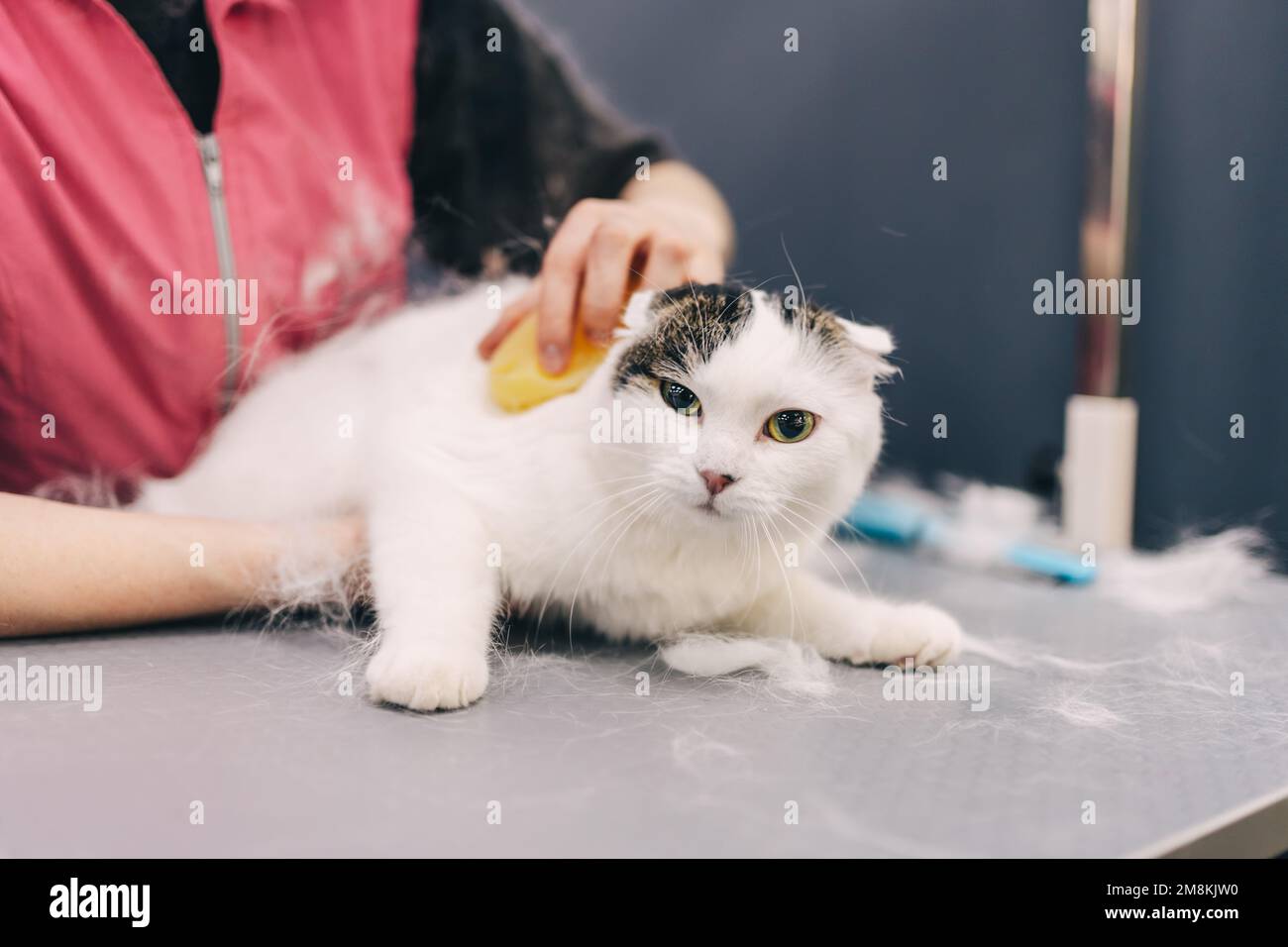 The master combs the fur from the cat. Cat care Stock Photo - Alamy