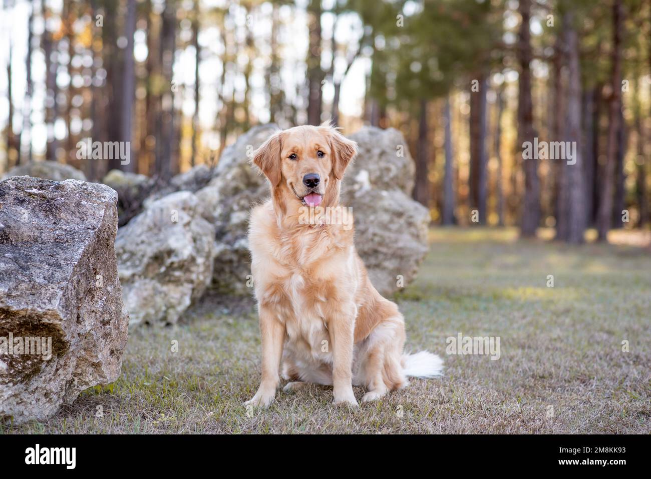 Yellow golden retriever hi-res stock photography and images - Alamy