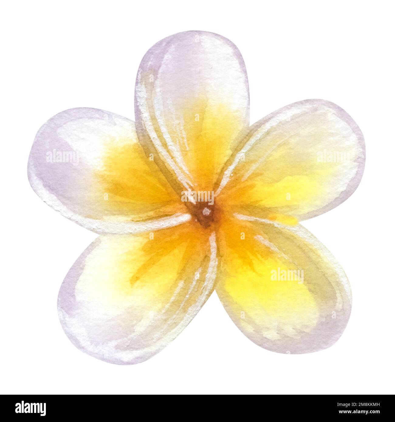 Plumeria frangipani exotic white yellow flower. Hawaiian, Caribbean ...
