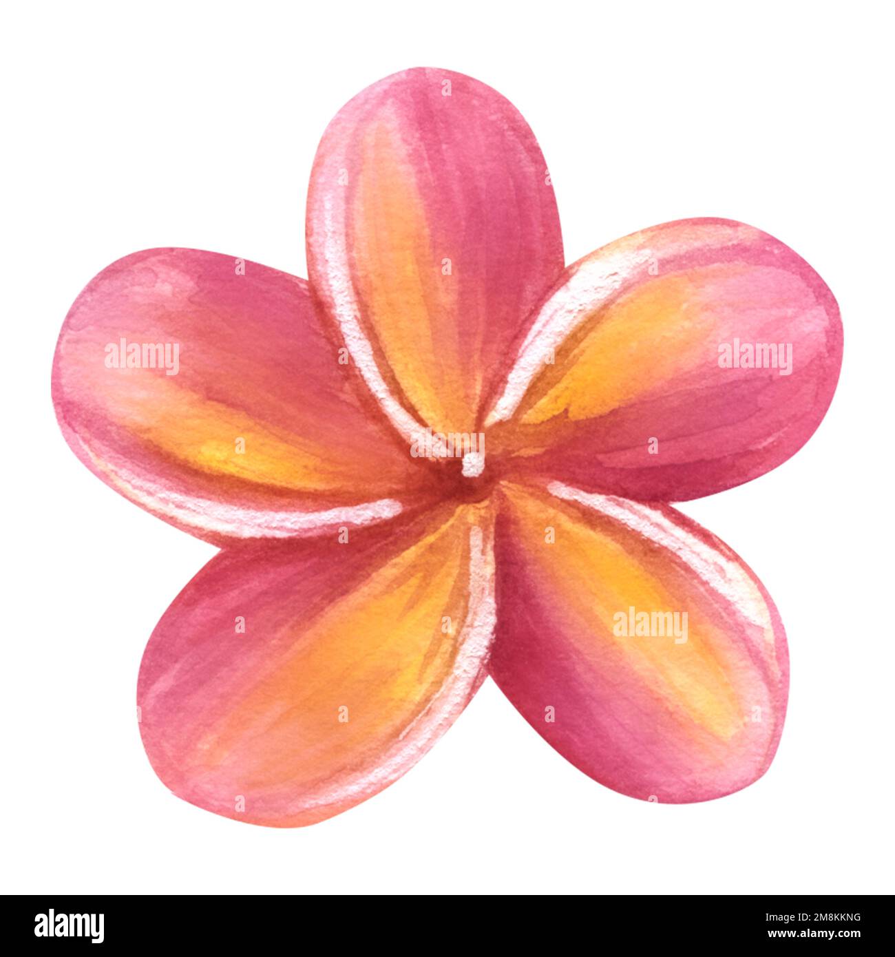 Plumeria frangipani exotic pink flower. Hawaiian, Caribbean, Mexico ...