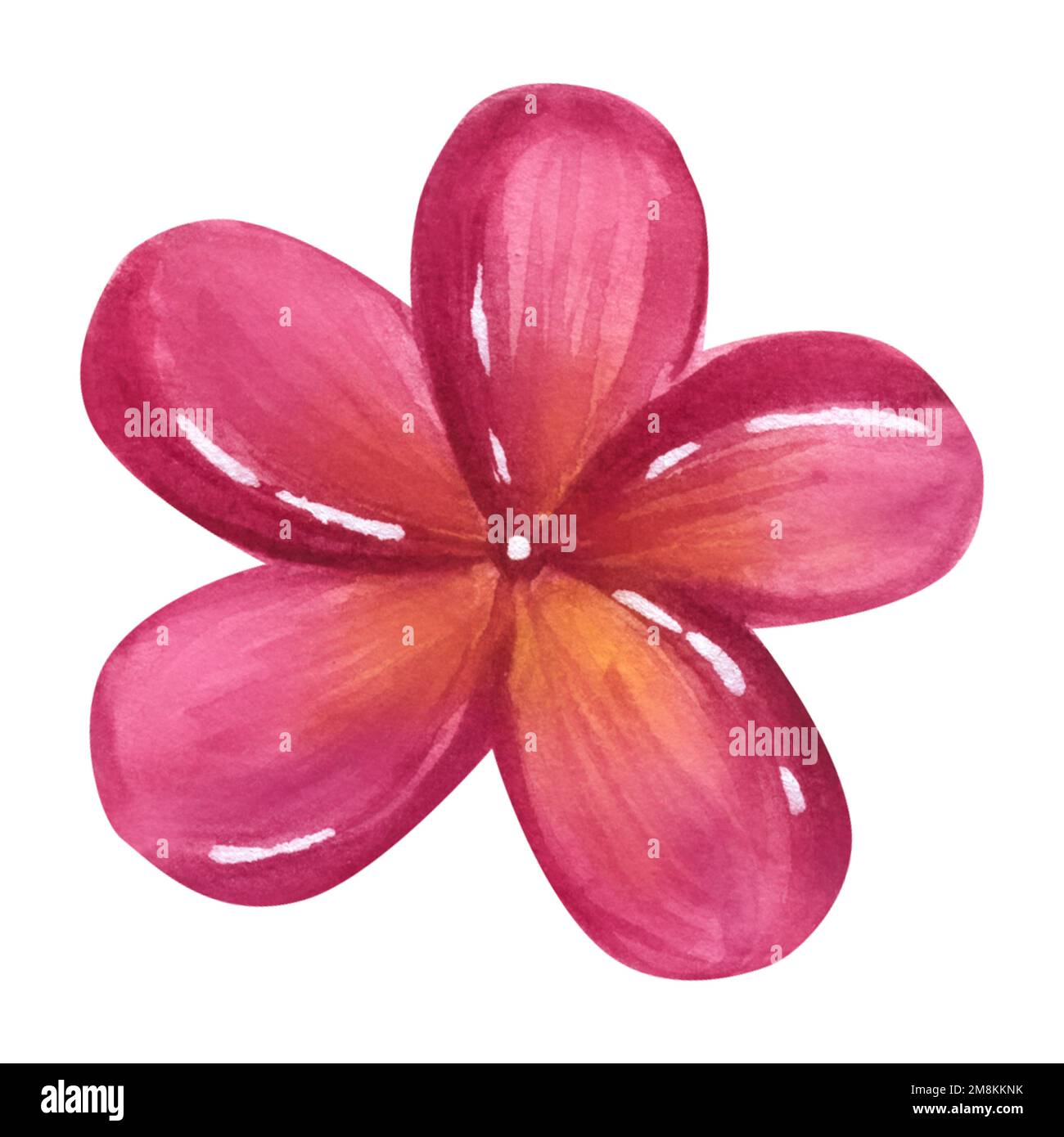 Plumeria frangipani exotic pink flower. Hawaiian, Caribbean, Mexico ...