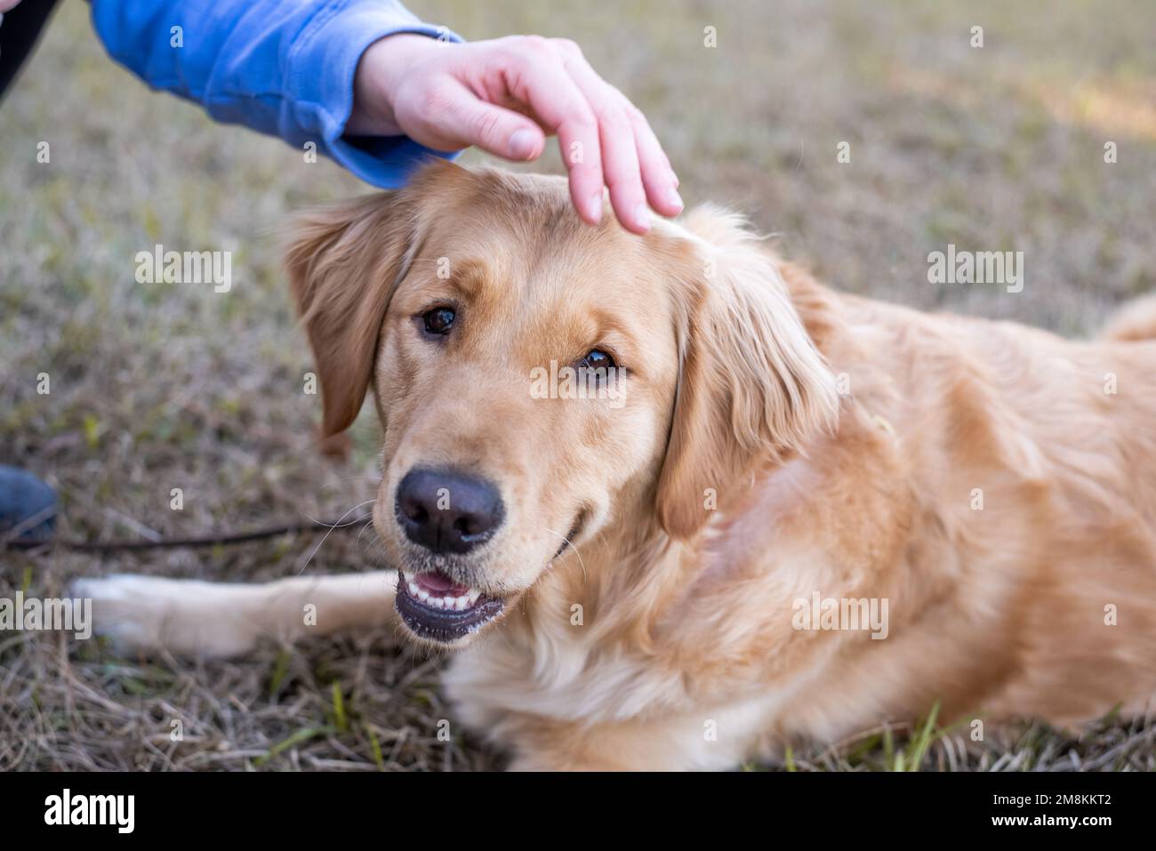 Golden Retriever dog enjoying outdoors. Happy dog being petted by owner ...