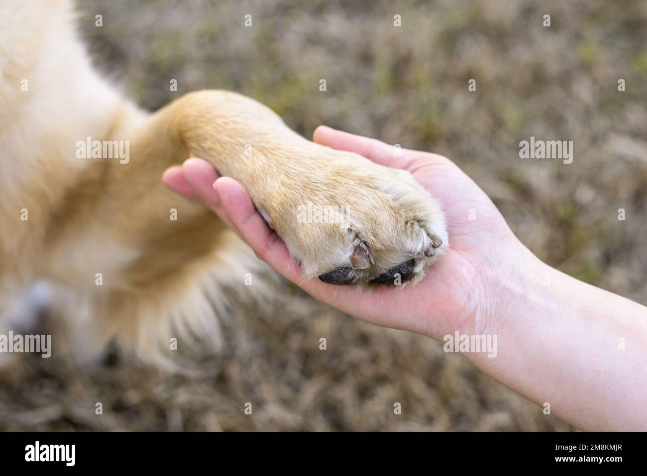 Golden Retriever dog shaking paw with owner. Hand and paw friendship ...