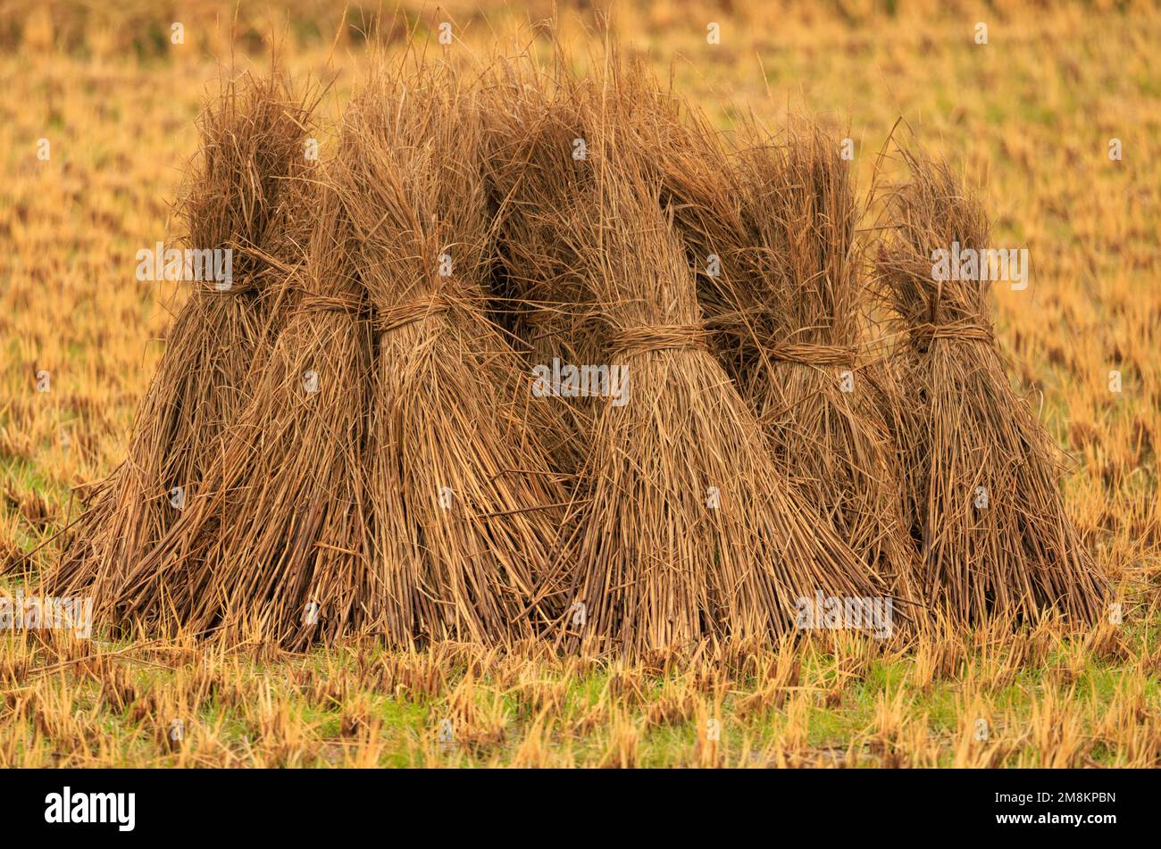 Bundles of Freshly Harvest Rice Straw Stacked in Golden Field Stock ...