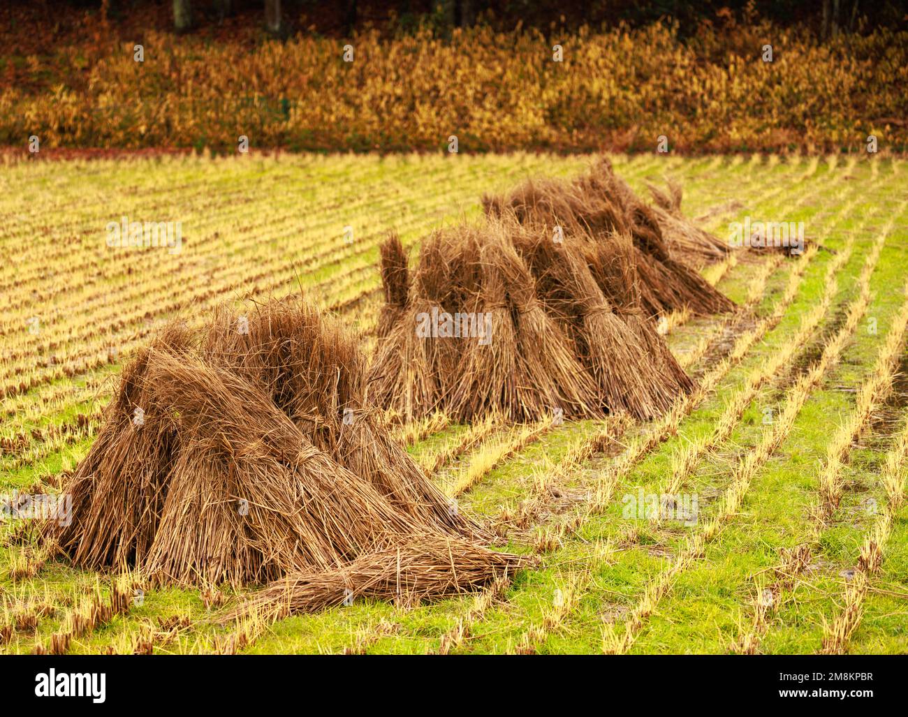 Bundles of Freshly Harvested Rice in Piles on Cut Rows in Small Field ...
