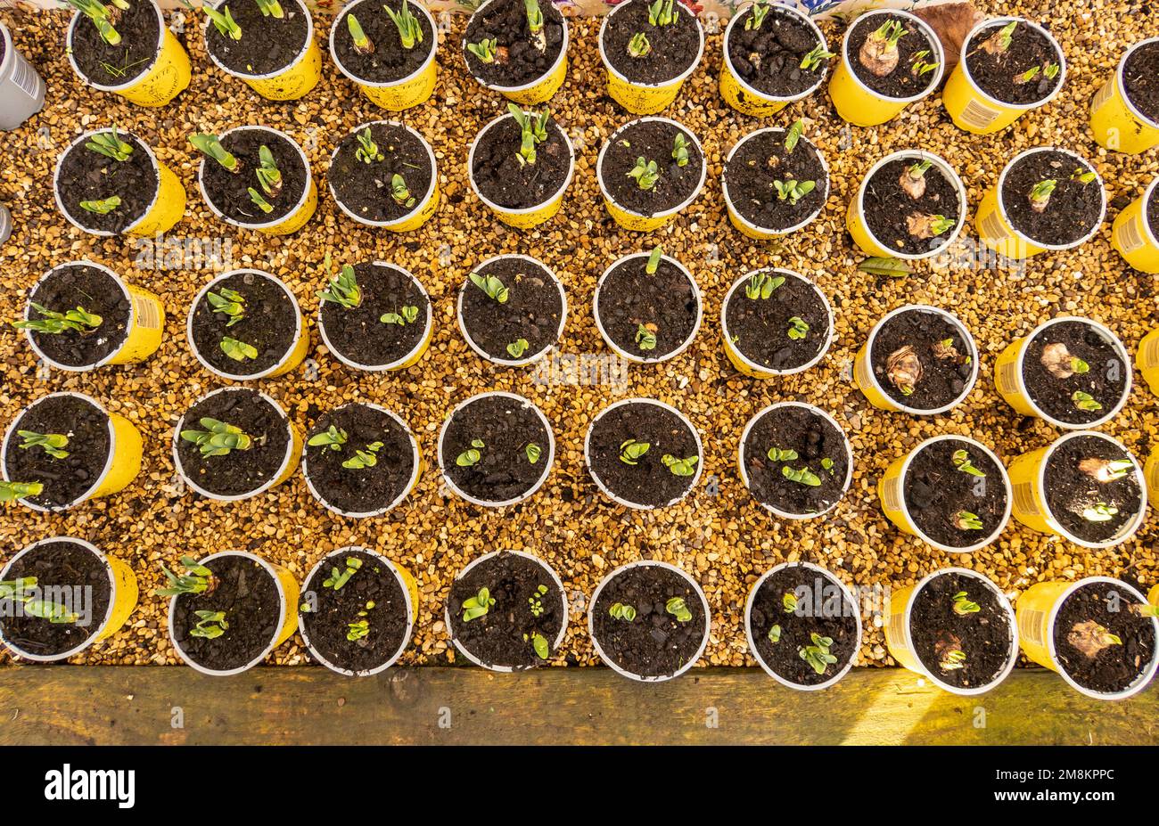 seedlings in germination tray top view Stock Photo - Alamy