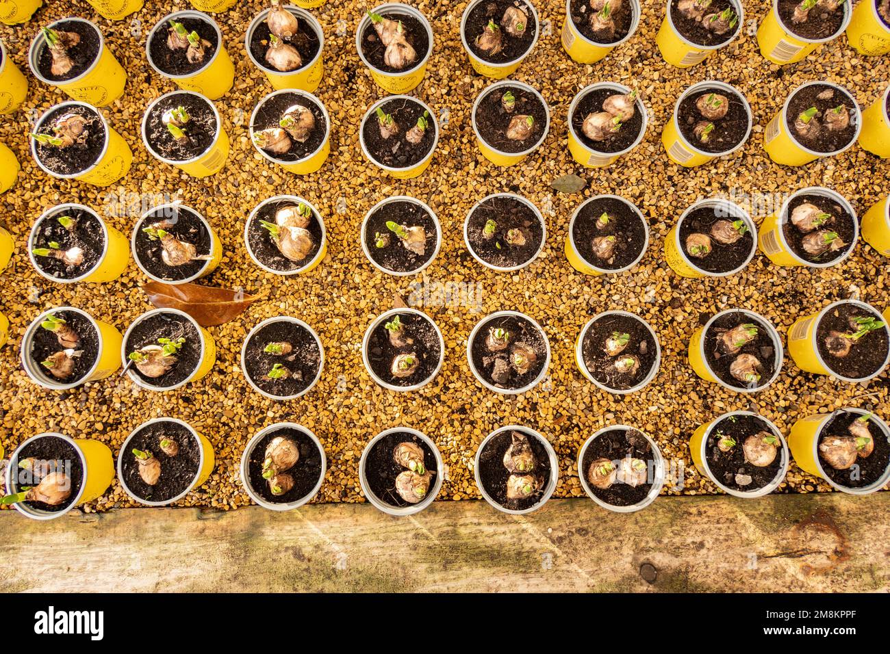 Germination indoors hi-res stock photography and images - Alamy