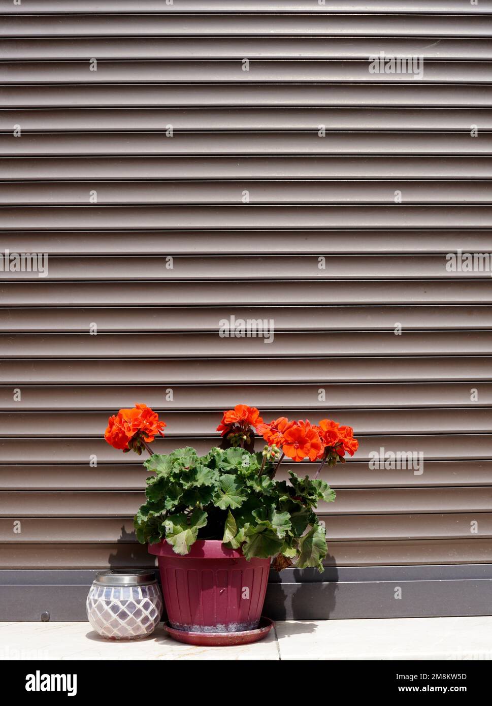 Bright orange geranium flower in pot and solar lamp on exterior sunny ...