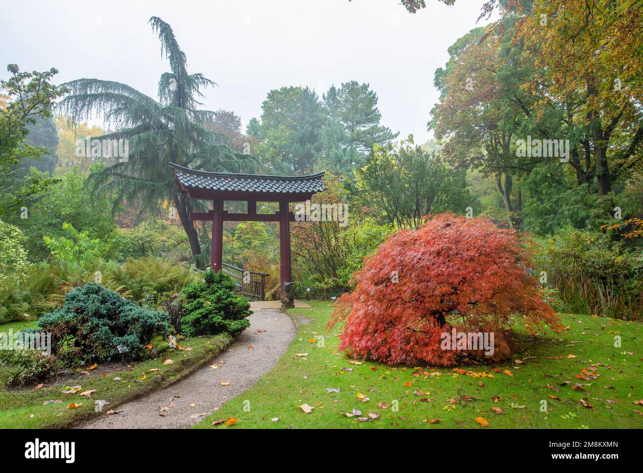 Amazing foggy landscape in a Japanese garden with Torii Gate in ...