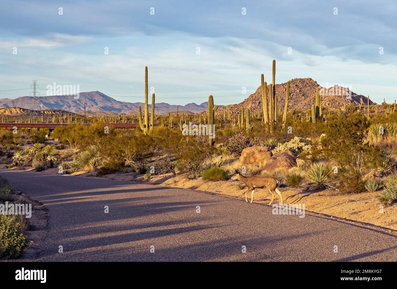 Mule Deer Crossing Road In AZ Desert Preserve Stock Photo - Alamy