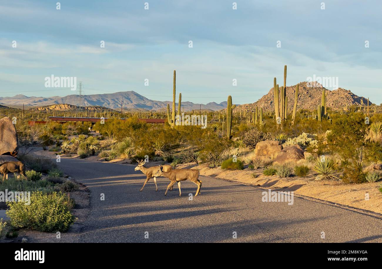 Mule Deer Crossing Road In A Scottsdale Desert Preserve Stock Photo - Alamy