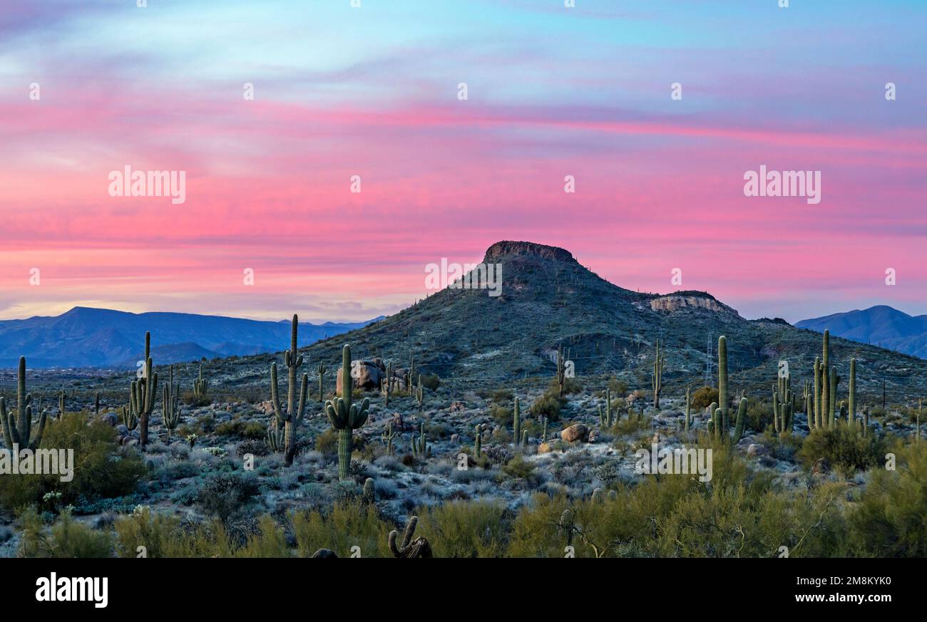Panoramic sonoran desert saguaro hi-res stock photography and images ...