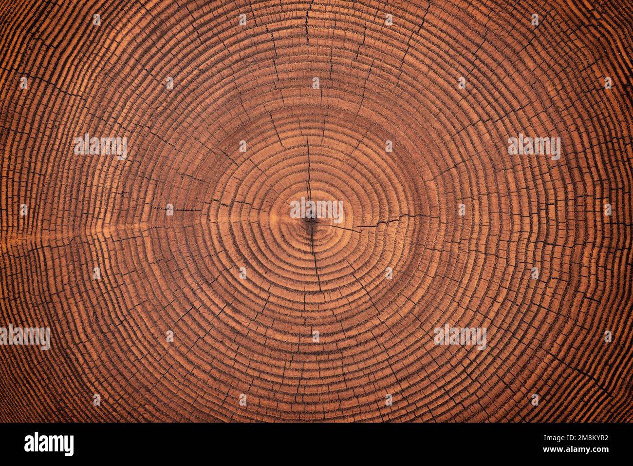 rustic table with a pattern of annual rings. wood texture cut stump ...